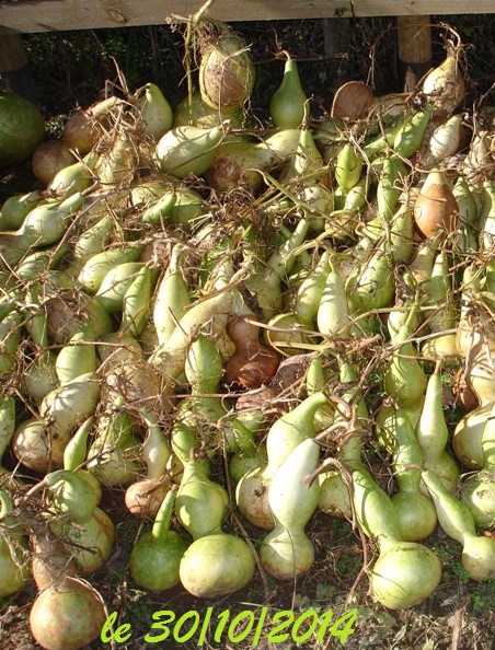 calebasse-gourde-coloquinte-cougourde-cougourdon-cultiver